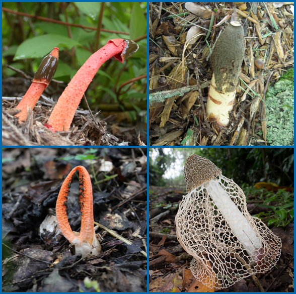 Stinkhorns | Plant Disease Diagnostics Clinic