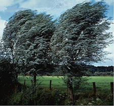 June: Stormy Weather Ahead – Pathogens on the Wind | Plant Disease ...